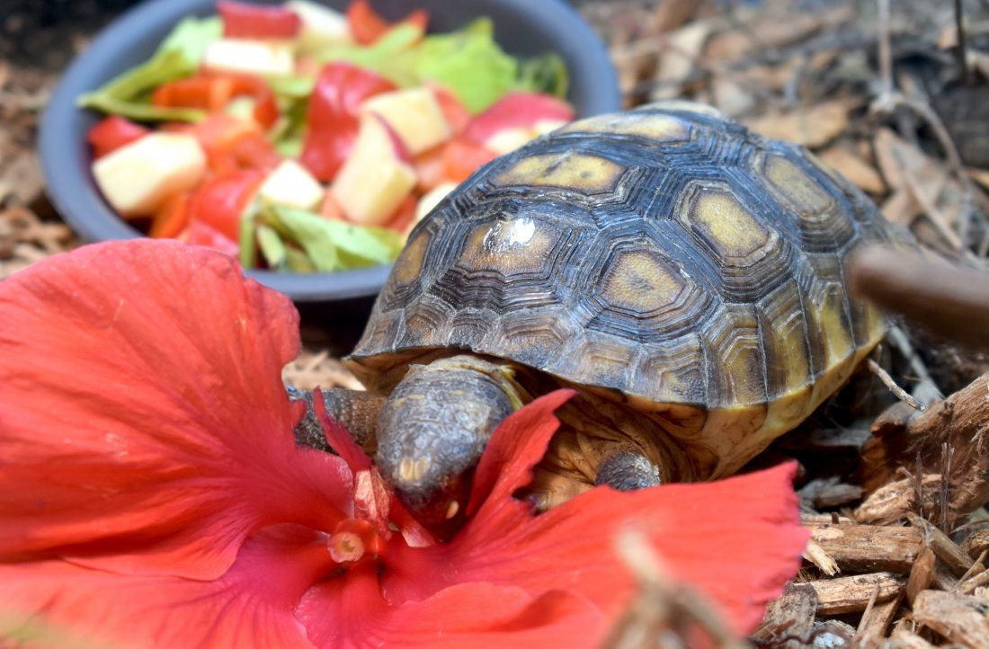 CROW, Tipsy Turtle team up for wildlife - SANIBEL-CAPTIVA - Island ...
